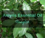 Amyris Essential Oil Benefits – For Your Massage Needs