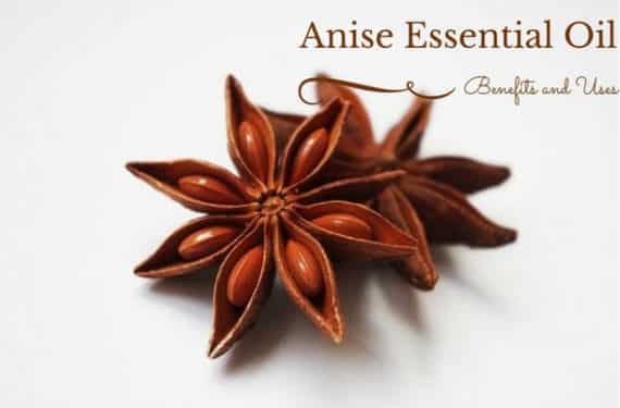 Anise Essential Oil Benefits and Uses – For Your Massage Needs