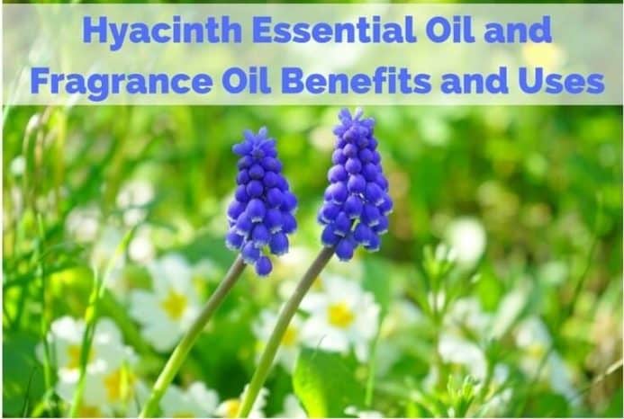 Hyacinth Essential Oil Fragrance Oil Benefits and Uses - For Your ...