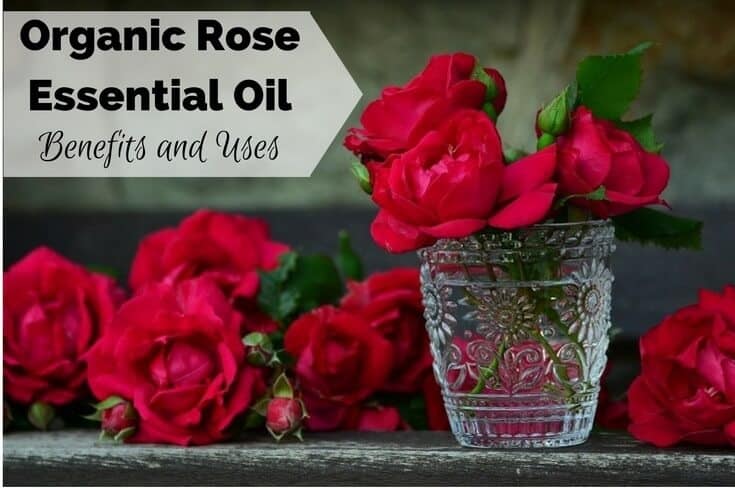 Organic Rose Essential Oil Benefits and Uses - For Your Massage Needs