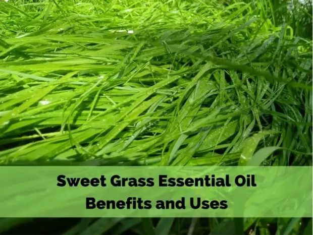 Sweet Grass Essential Oil Fragrance Oil Benefits and Uses - For Your ...